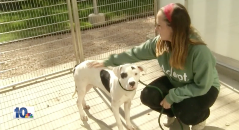 Press - Potter League For Animals