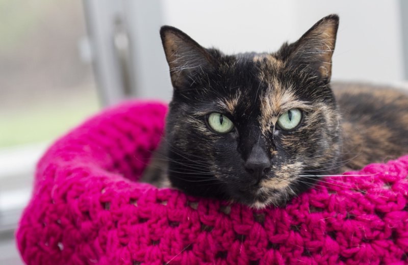 Press - Potter League For Animals