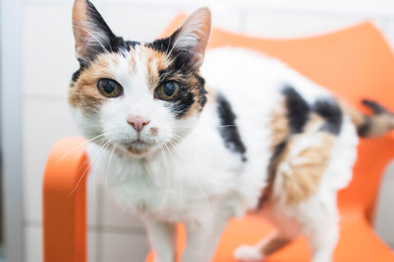 callie - Potter League For Animals