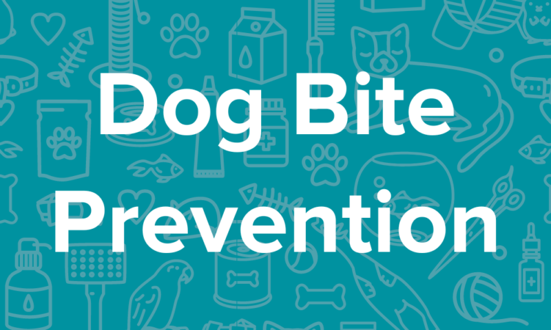 Dog Bite Prevention: Keeping Your Furry Friends and Family Safe - Potter League For Animals